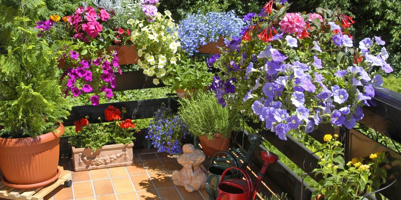 How to Start a Container Garden at Home and Outdoor Planter Ideas